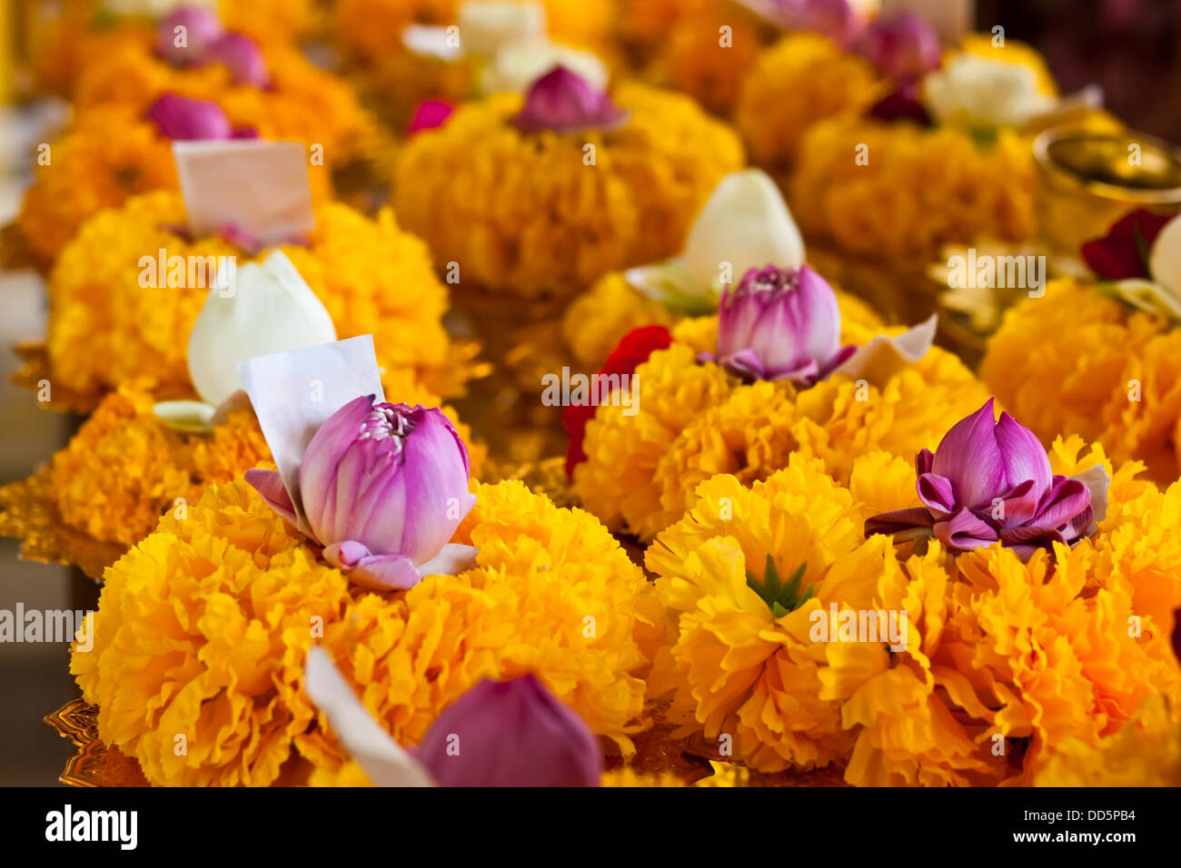 Bloom flower hi-res stock photography and images - Alamy