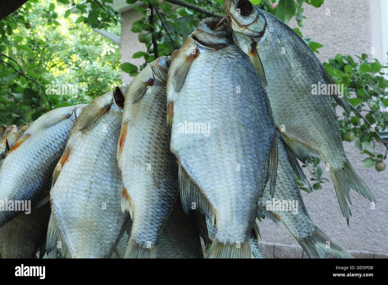 Fish is dried in the garden with a rope tied to a tree Stock Photo - Alamy