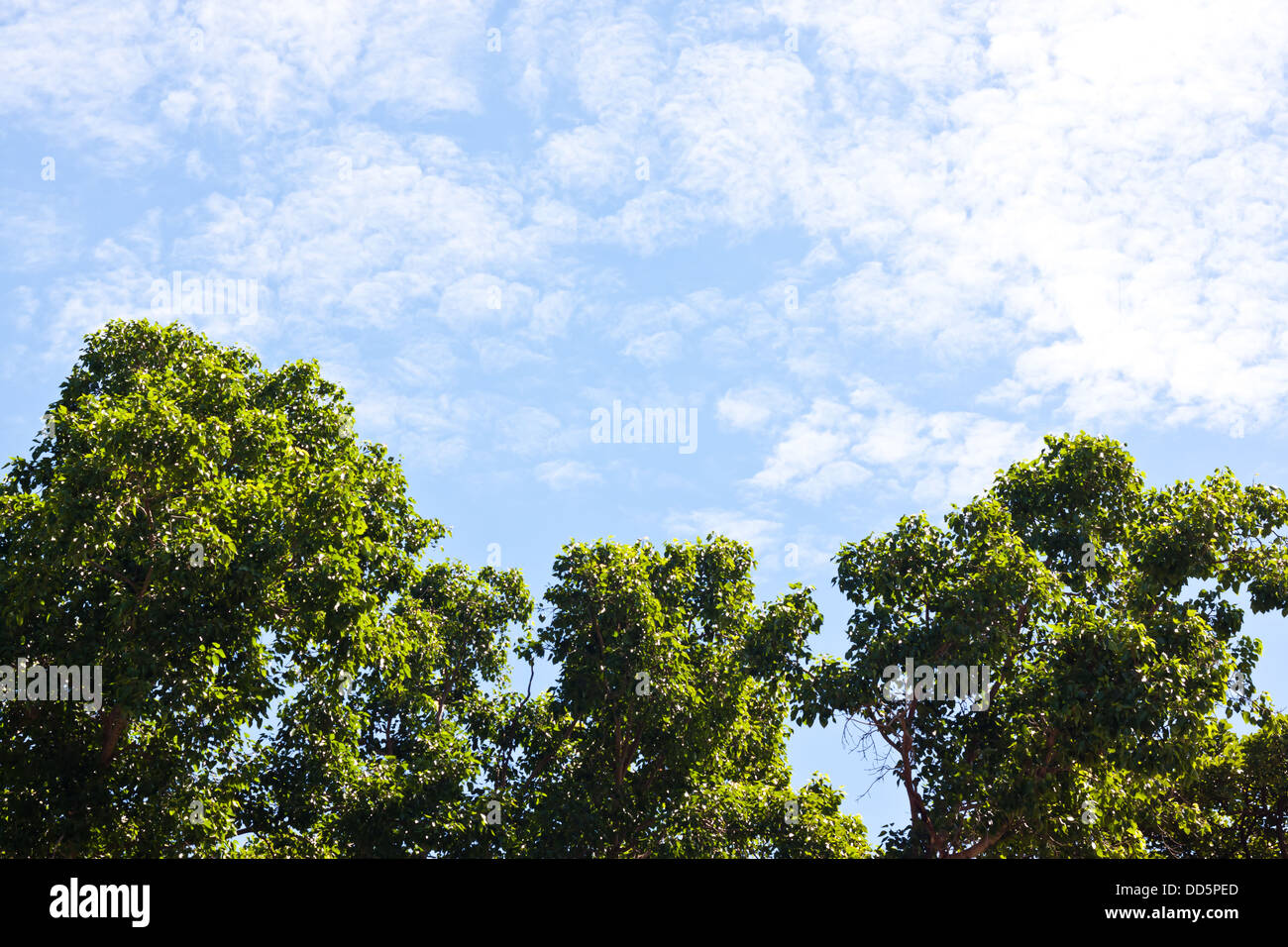 tree with blue sky Stock Photo - Alamy