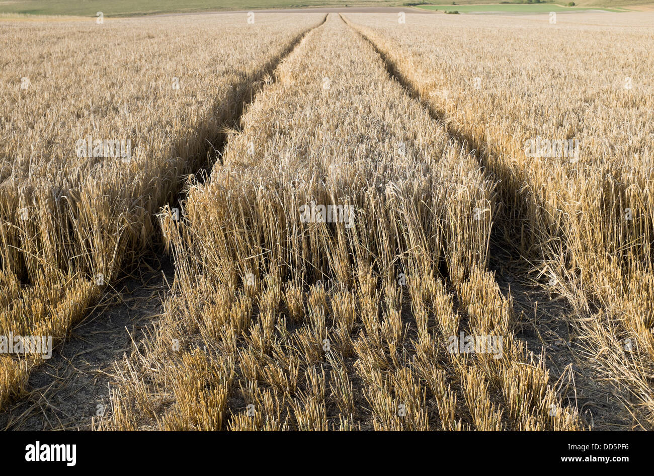 Freshly Cut Wheat Field Stock Photo - Alamy