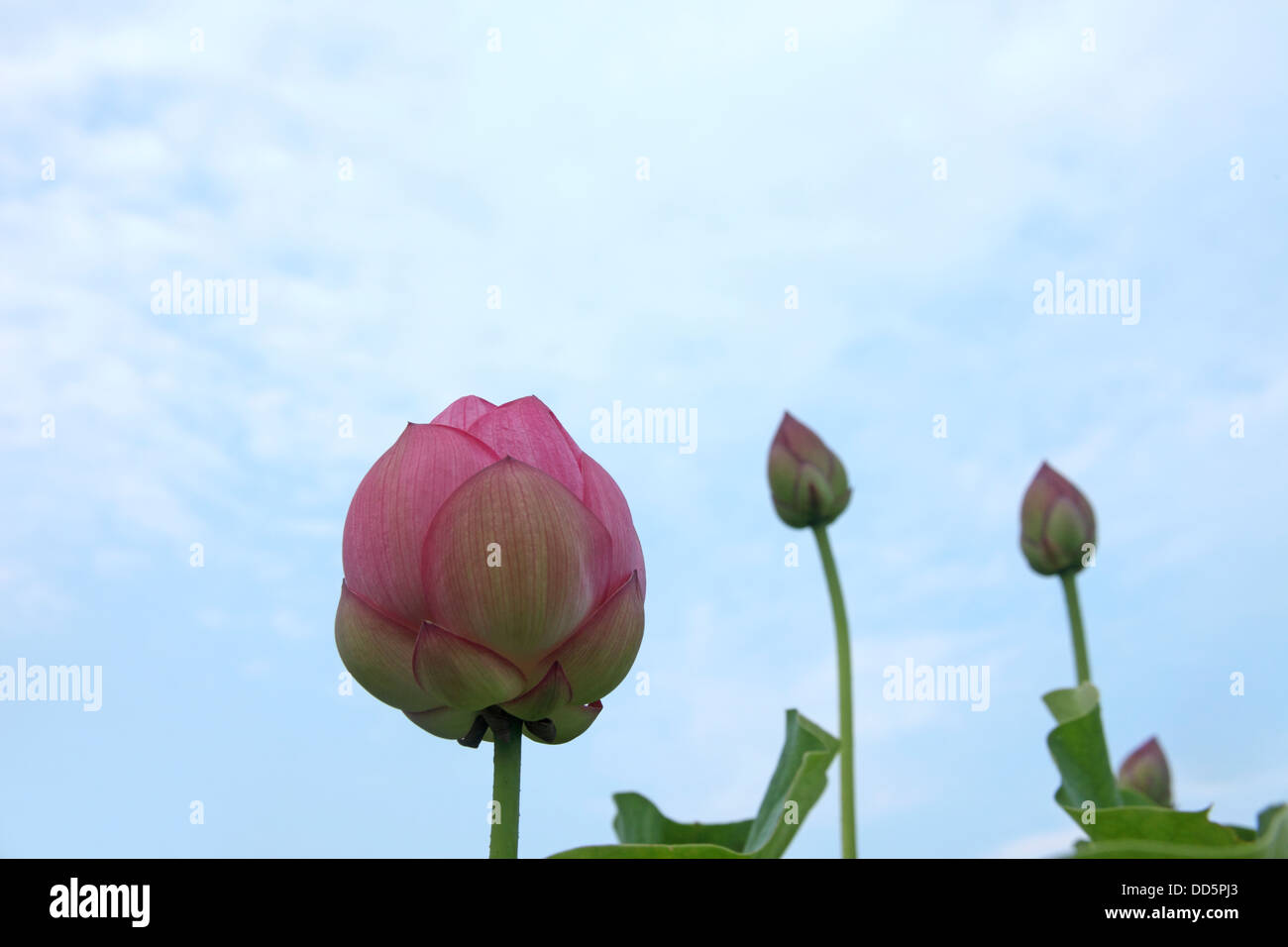 Three sacred lotus flowers hi-res stock photography and images - Alamy
