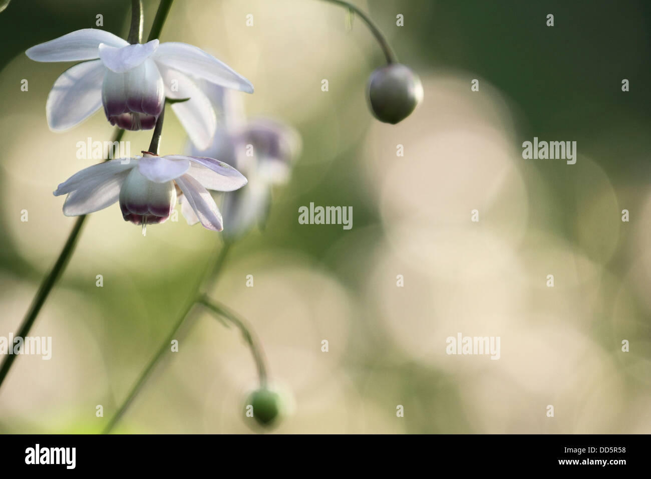 Anemonopsis hi-res stock photography and images - Alamy