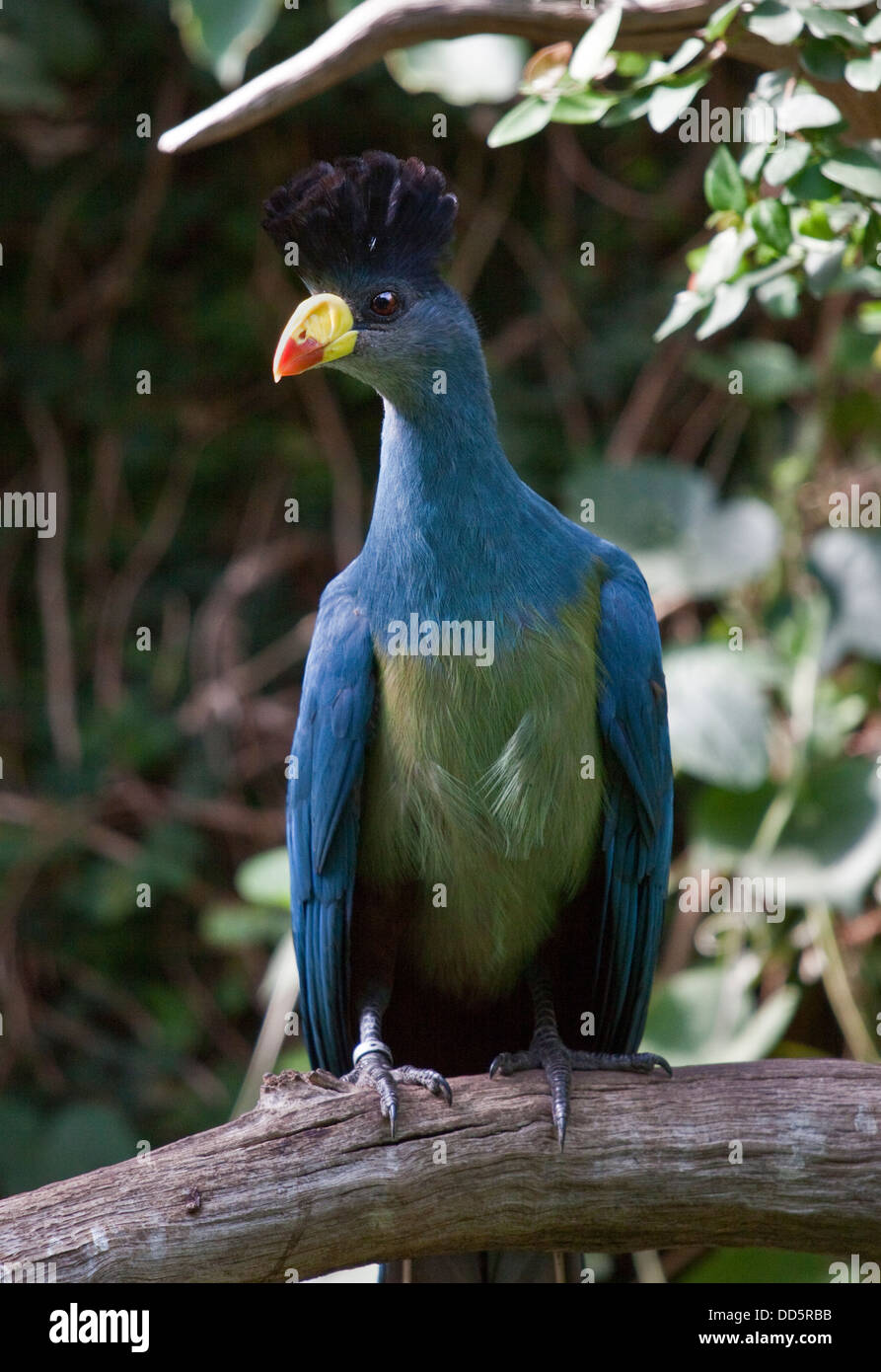 Great Blue Turaco (corythaeola cristata Stock Photo - Alamy