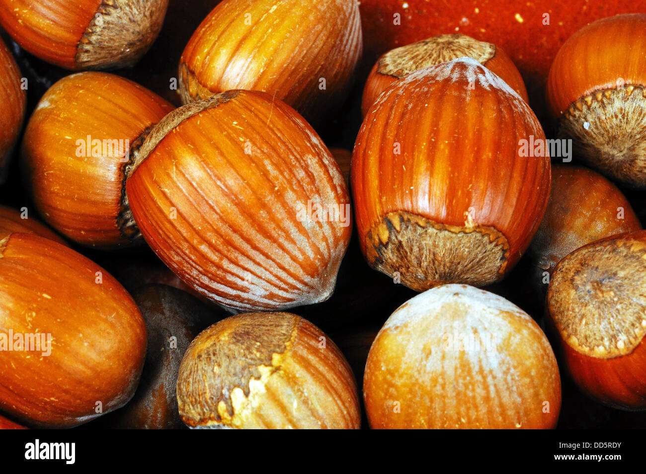 Shells encased hi-res stock photography and images - Alamy