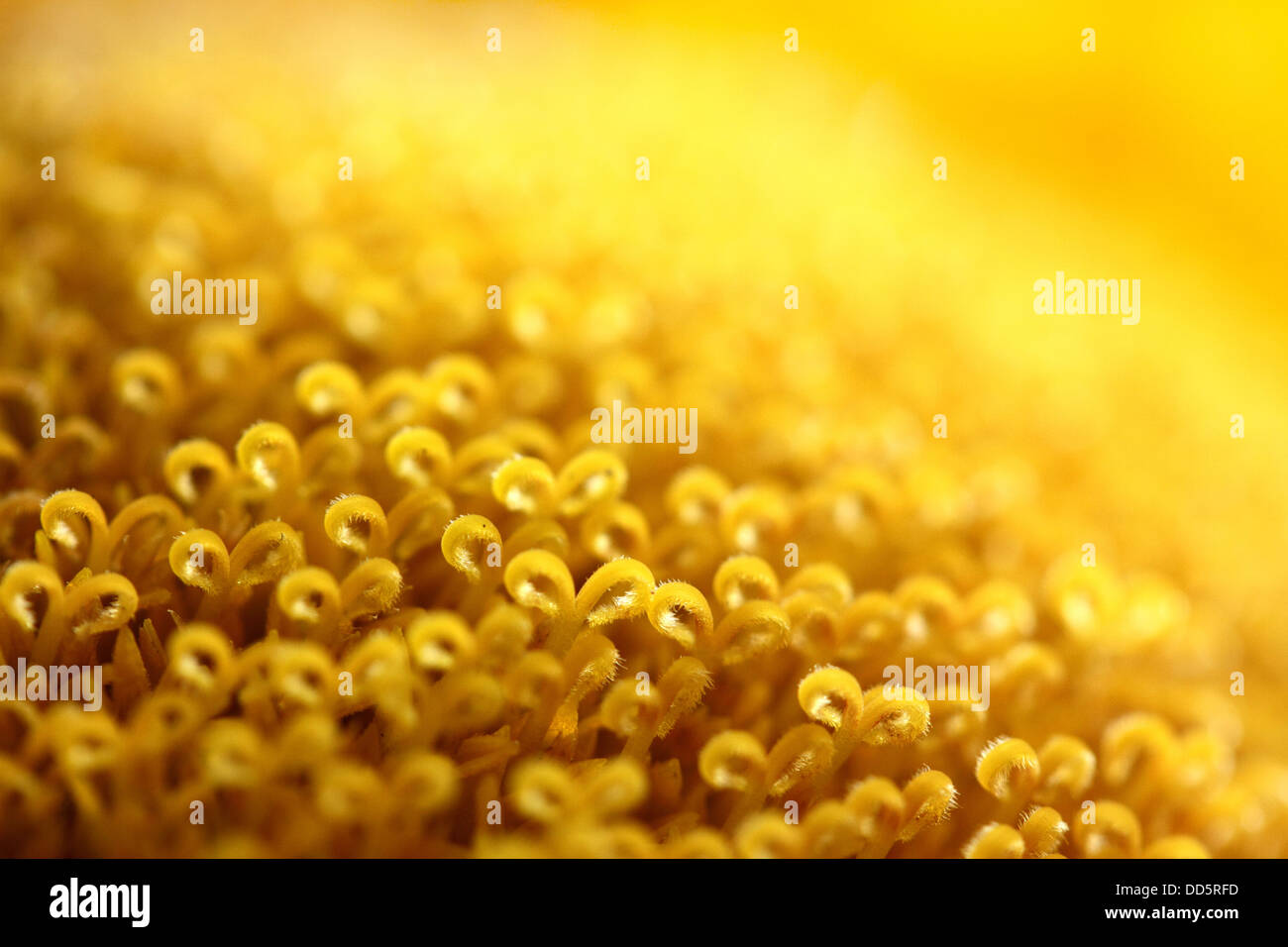 Sunflower structure hi-res stock photography and images - Alamy