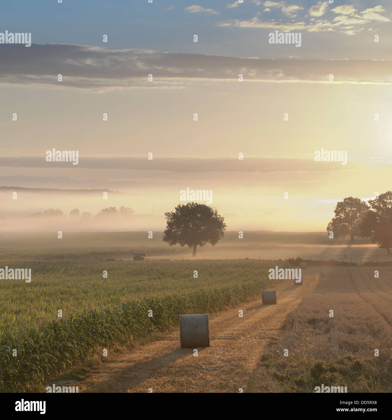 The rising sun lights up the mist and casts long shadows through the ...