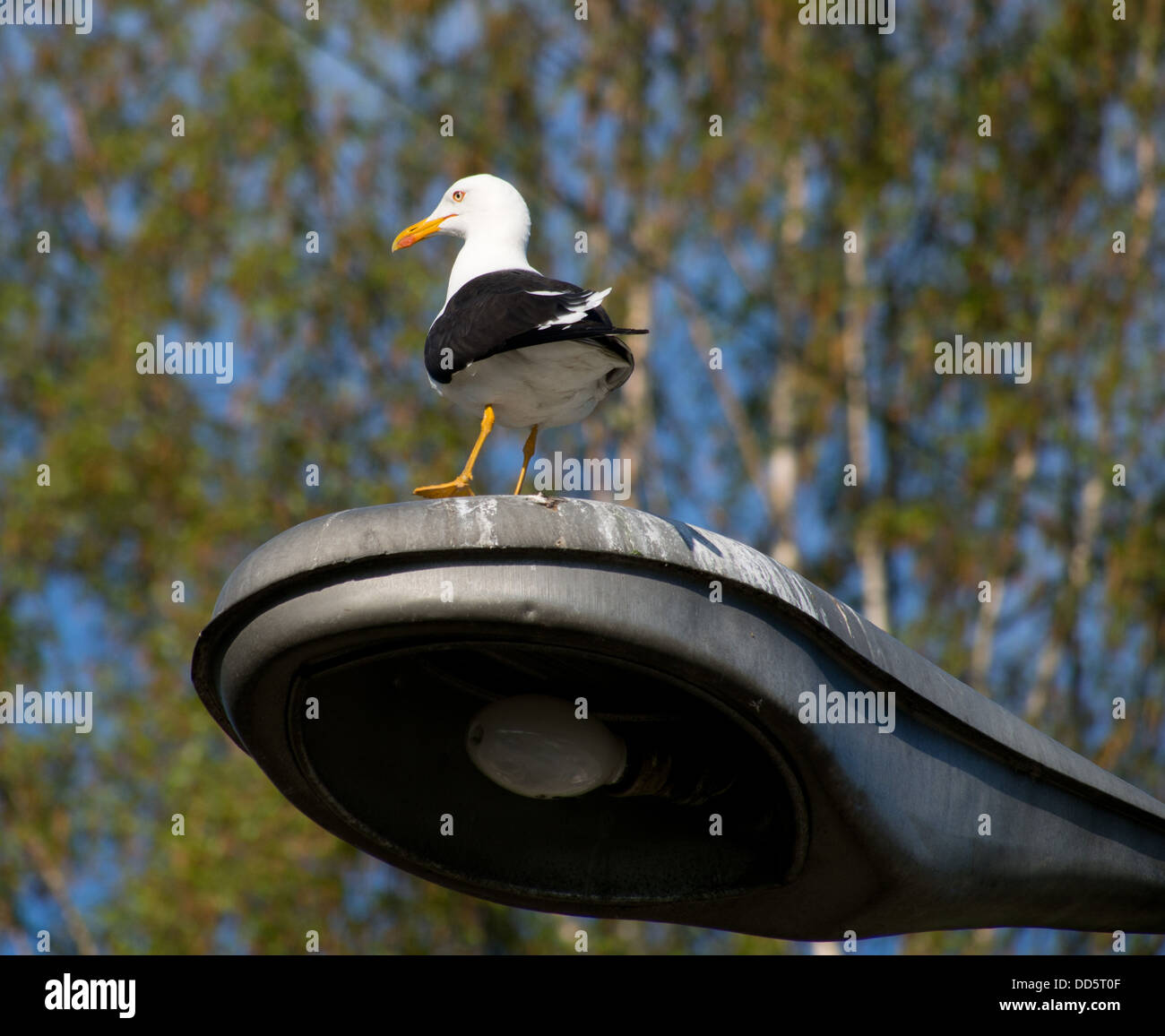 Seagull on the lamp Stock Photo - Alamy