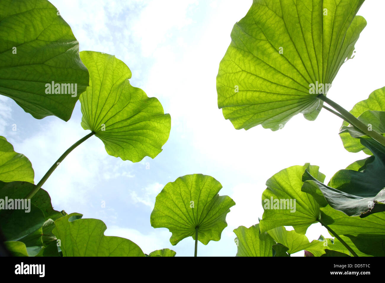 Indian blue lotus nelumbo nucifera hi-res stock photography and images ...