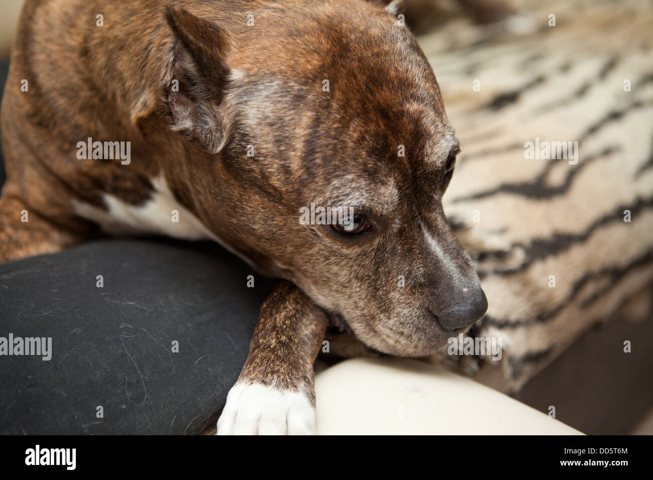 Staffordshire Terrier at home on the couch, sadness Stock Photo - Alamy