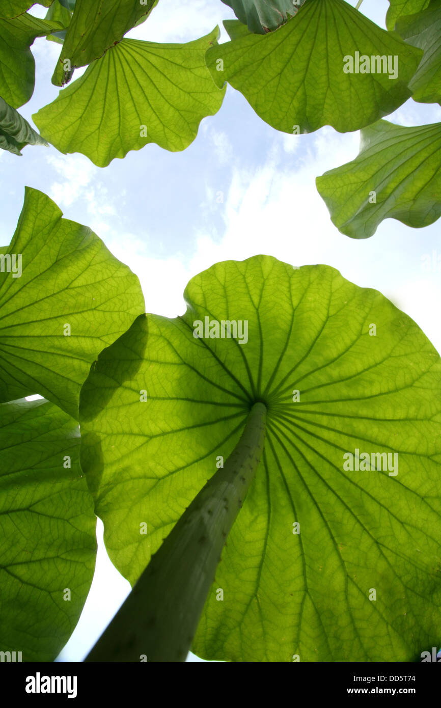 Sacred lotus leaves hi-res stock photography and images - Alamy