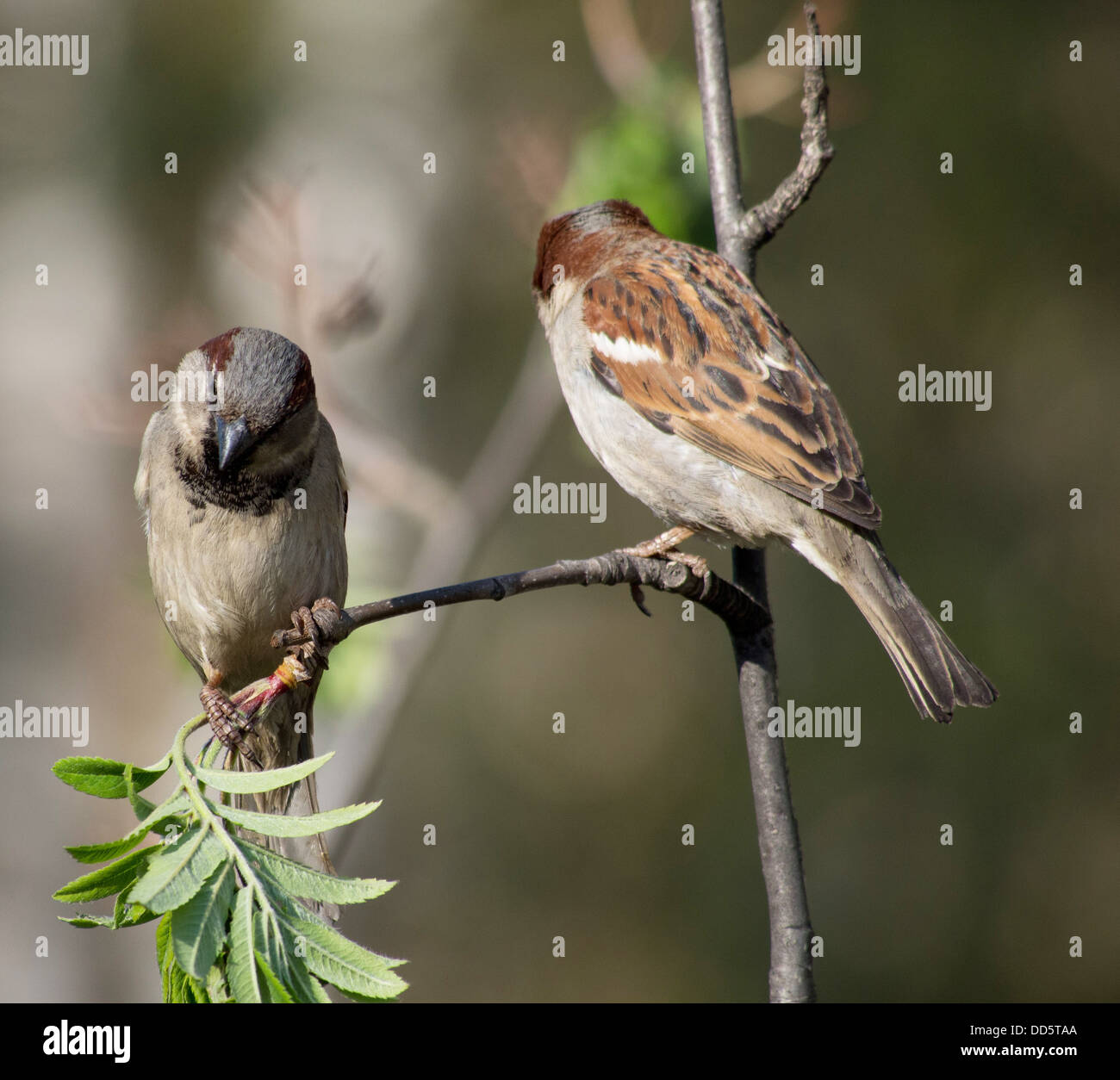 sparrows on a branch Stock Photo - Alamy