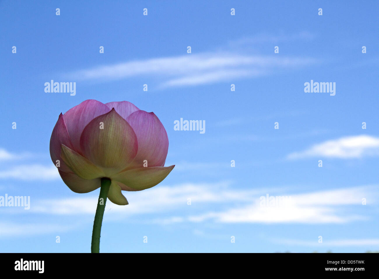 Lotus flower and sky Stock Photo - Alamy