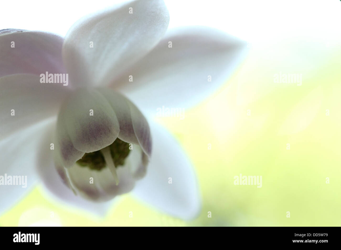 Anemonopsis Macrophylla High Resolution Stock Photography and Images ...