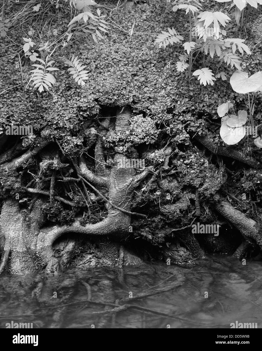 Exposed roots of a black alder Stock Photo - Alamy