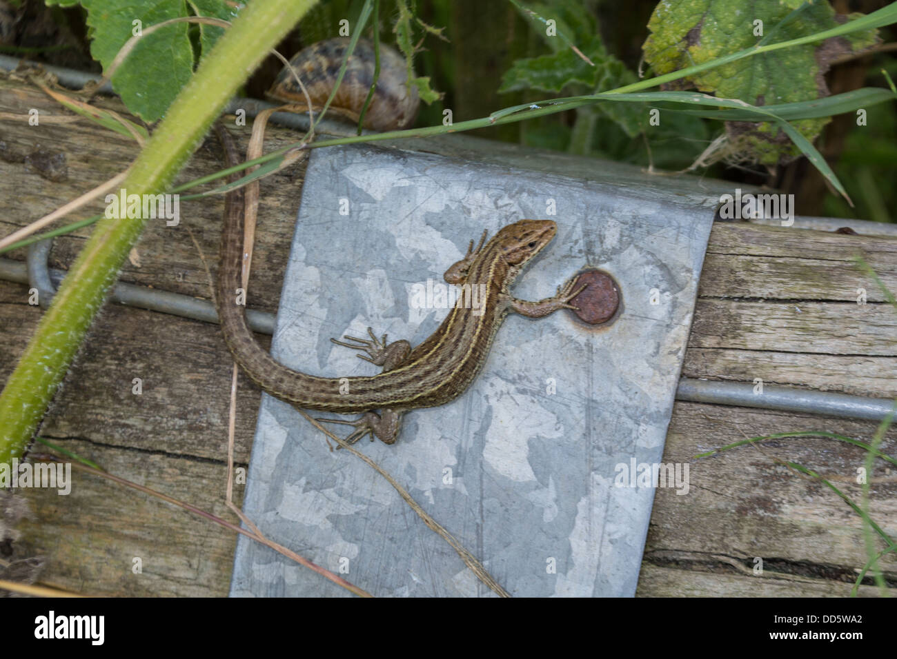 Lizard and snail Stock Photo - Alamy