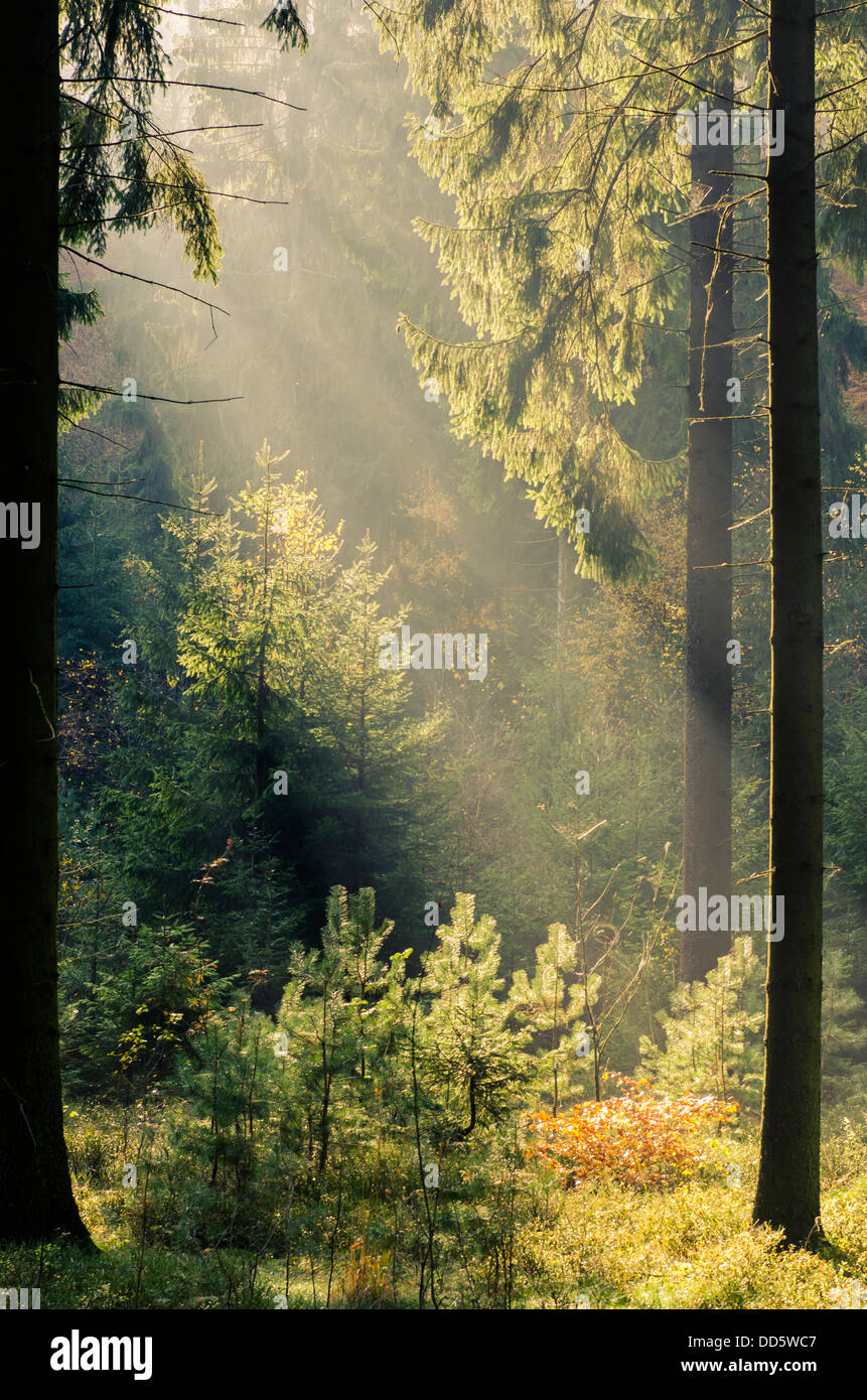 Sunbeams on Nature Trail Stock Photo - Alamy