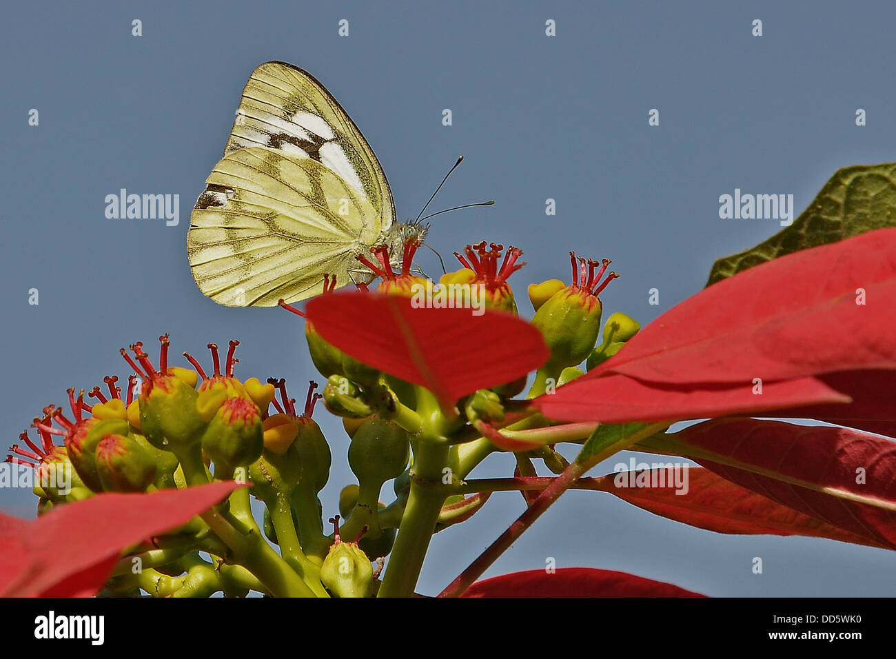 A Pioneer White or African Caper White Butterfly sitting on a red ...