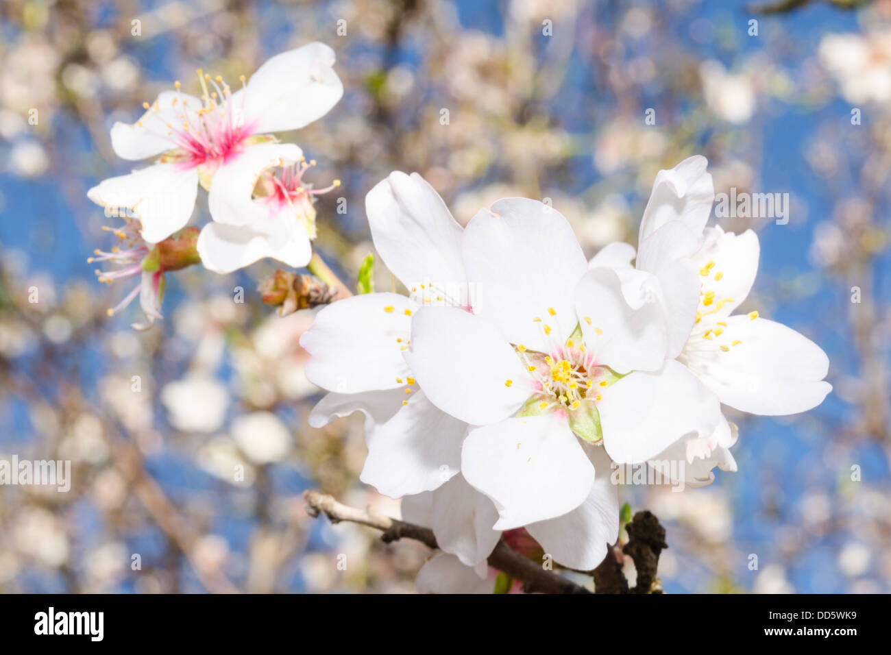 Closeup bunch hi-res stock photography and images - Alamy