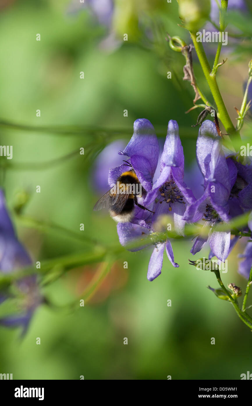 Monks hood flower hi-res stock photography and images - Alamy