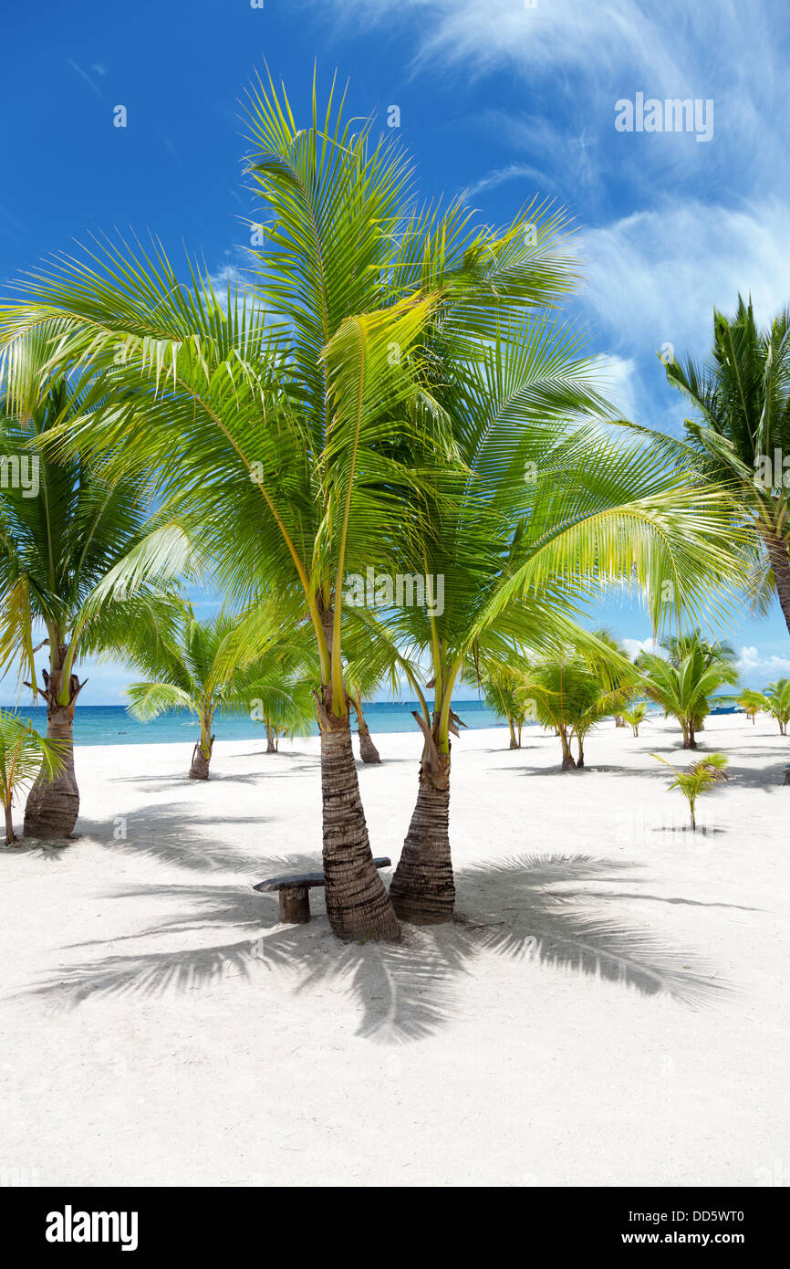 Palm trees on a perfect empty beach Stock Photo - Alamy