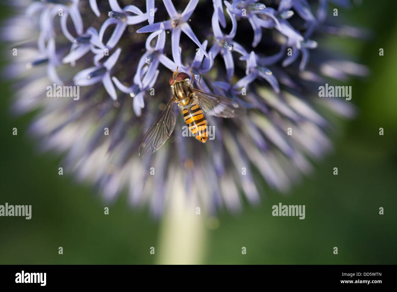 Fluffy purple spheres hi-res stock photography and images - Alamy