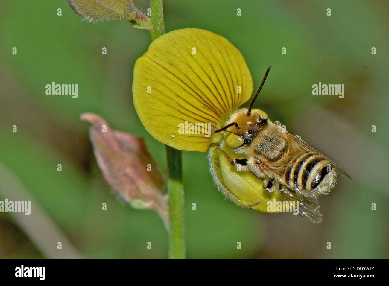 Class of insecta hi-res stock photography and images - Alamy