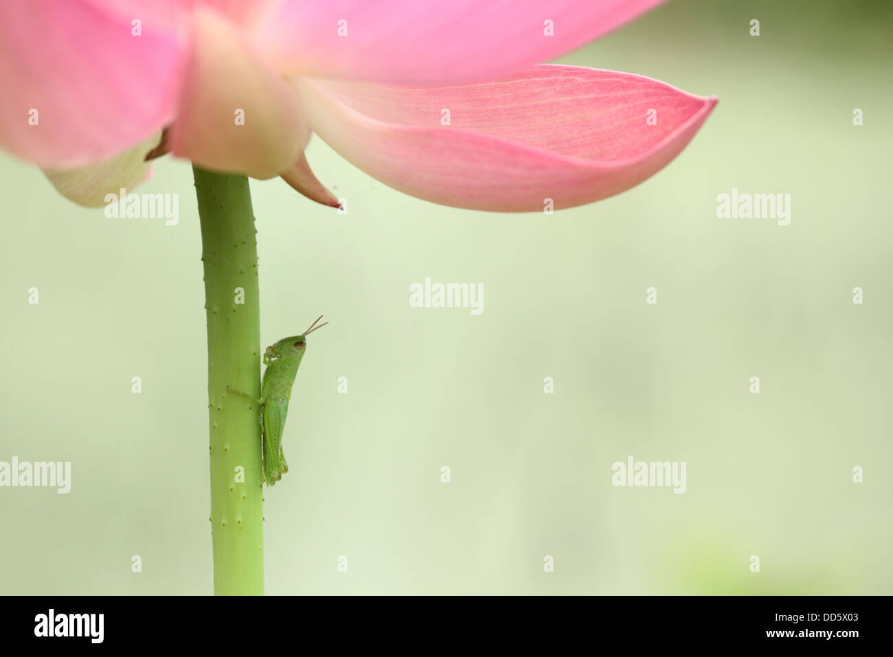 Insect on lotus flower Stock Photo - Alamy