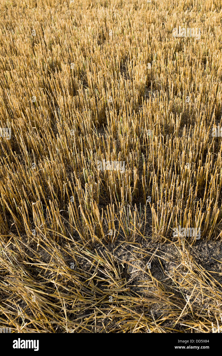 Freshly Cut Wheat Field Stock Photo - Alamy