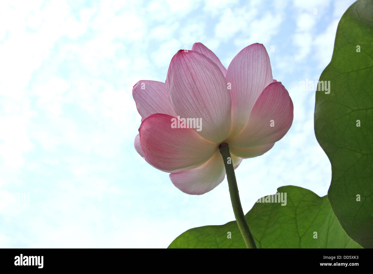 Lotus flower and sky Stock Photo - Alamy