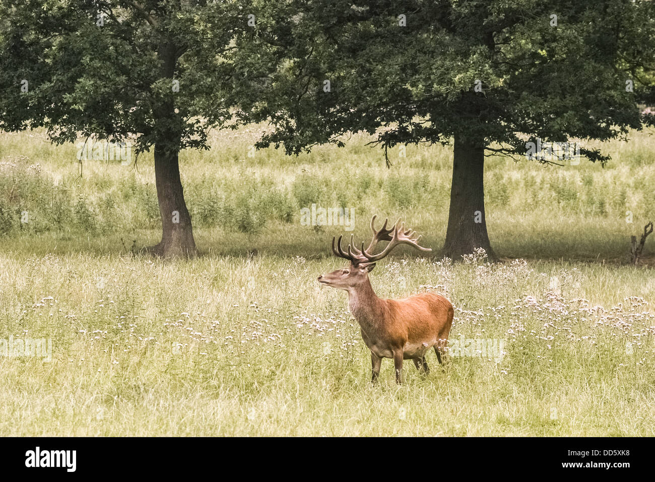 Stag england hi-res stock photography and images - Alamy