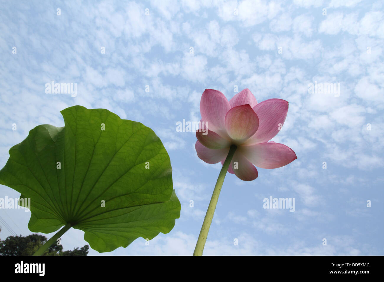 Lotus flower and sky Stock Photo - Alamy