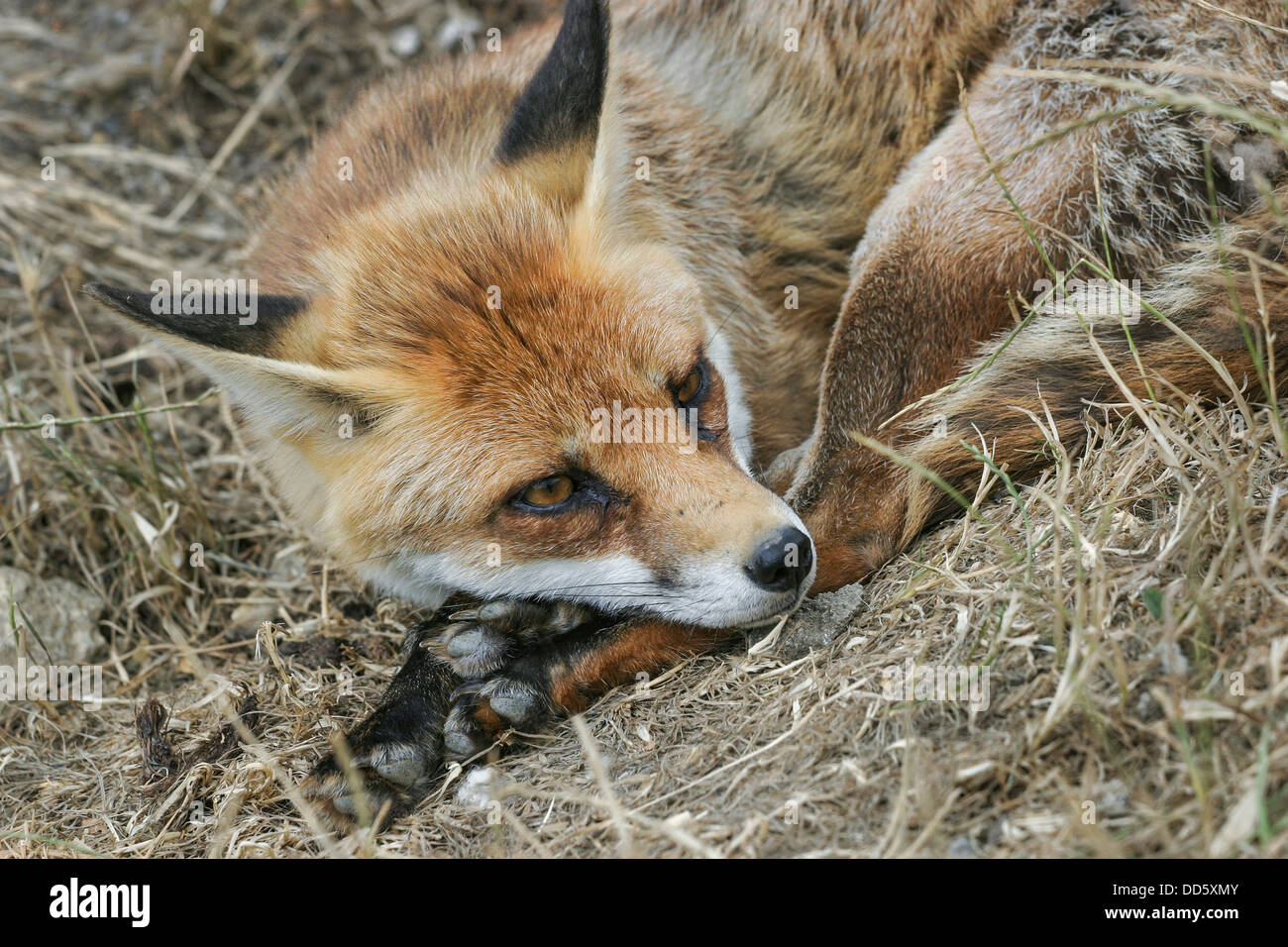 British fox portrait hi-res stock photography and images - Alamy