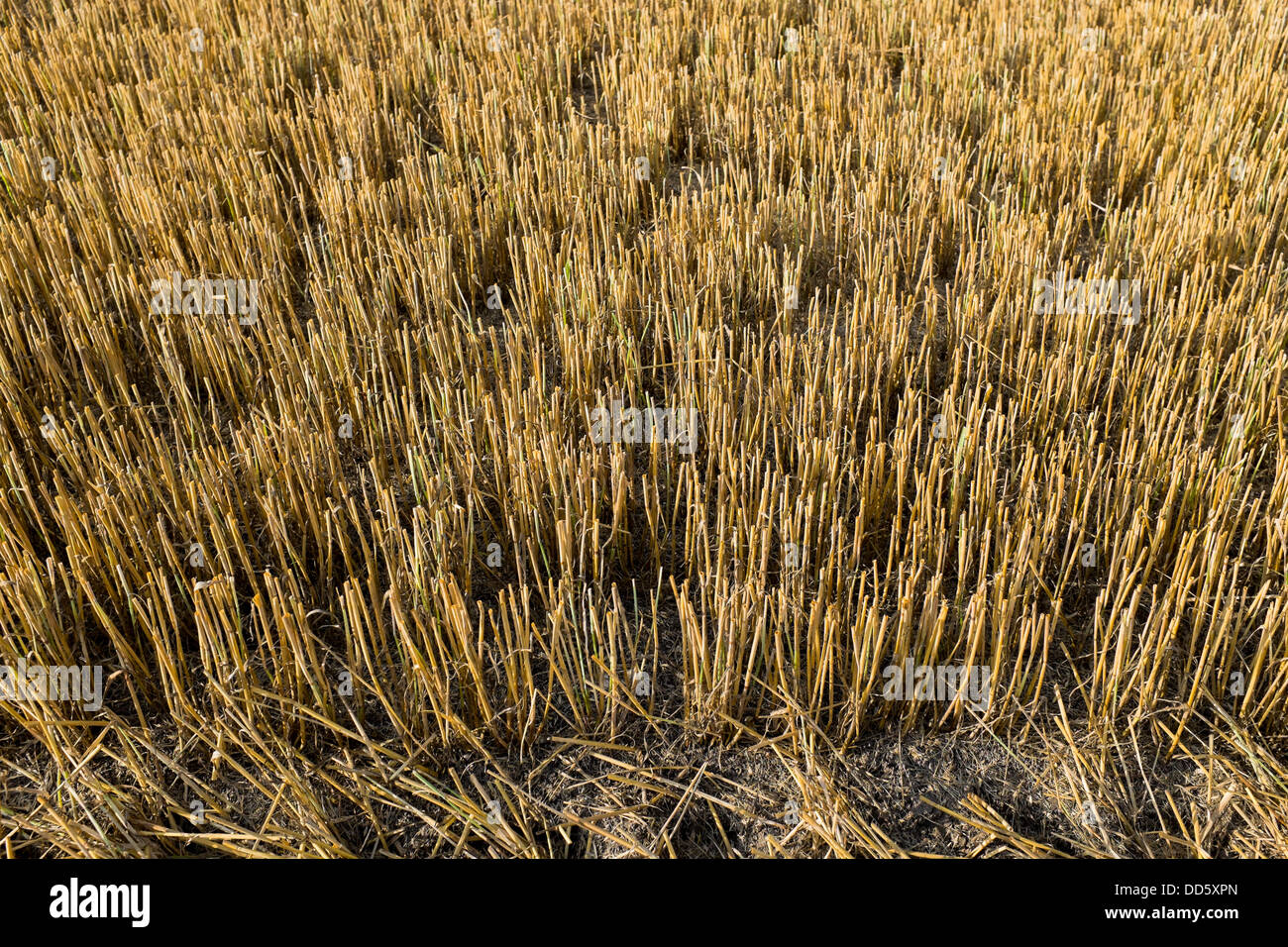 Freshly Cut Wheat Field Stock Photo - Alamy