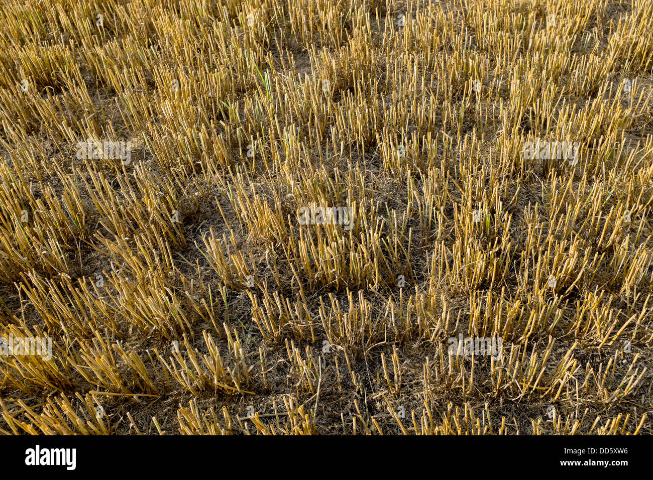 Freshly Cut Wheat Field Stock Photo - Alamy