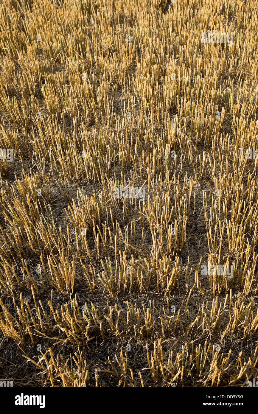 Freshly Cut Wheat Field Stock Photo - Alamy