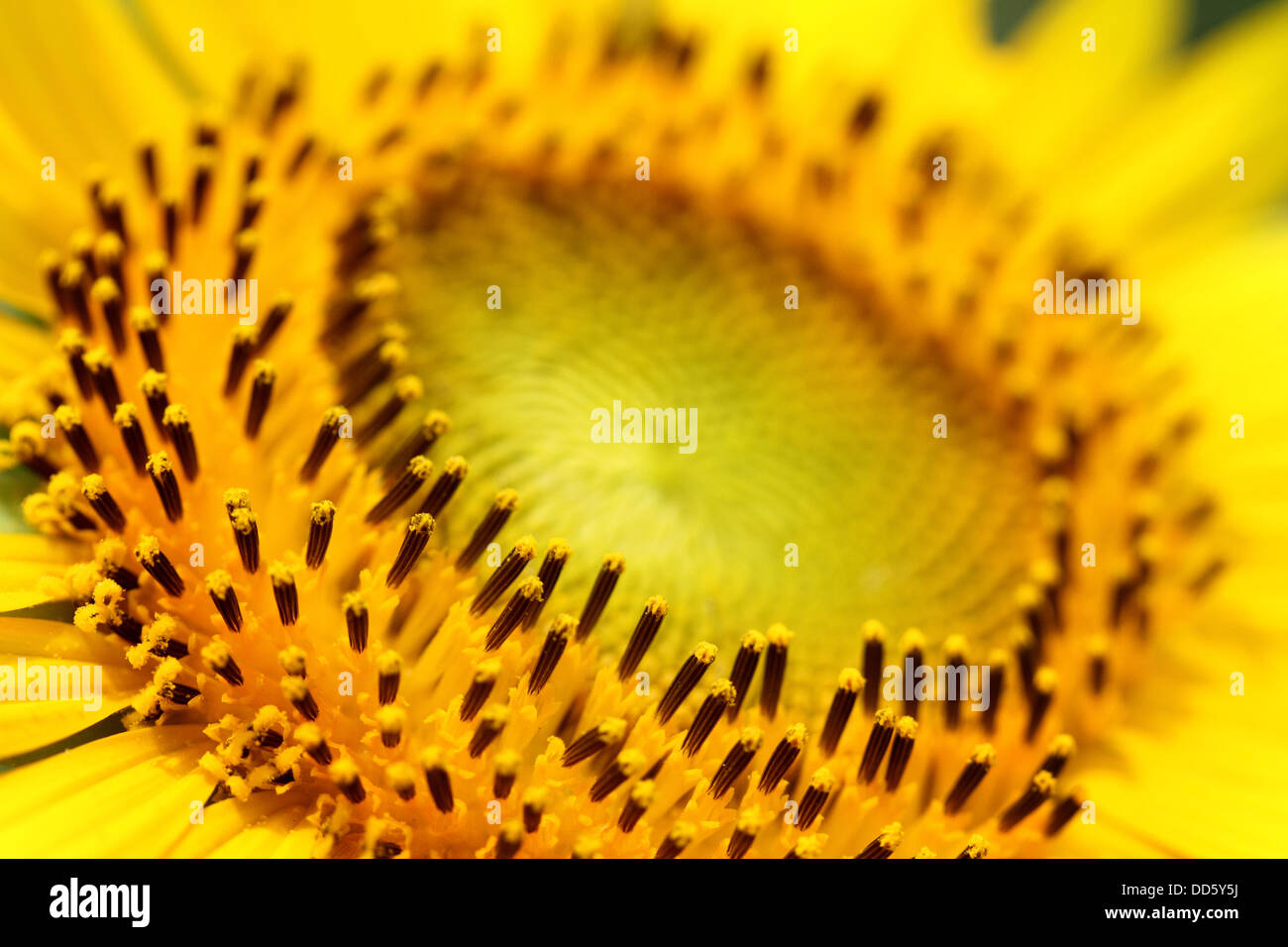Sunflower close up hi-res stock photography and images - Alamy