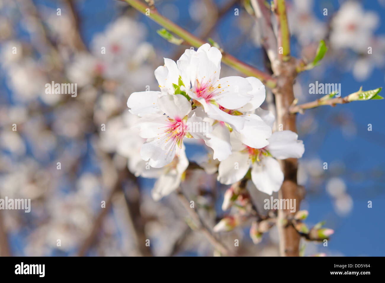 Closeup bunch of white spring flowers on fresh branch Stock Photo - Alamy