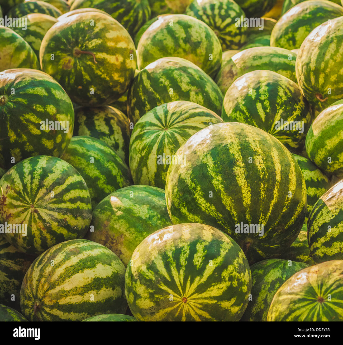 Watermelon Field High Resolution Stock Photography and Images - Alamy