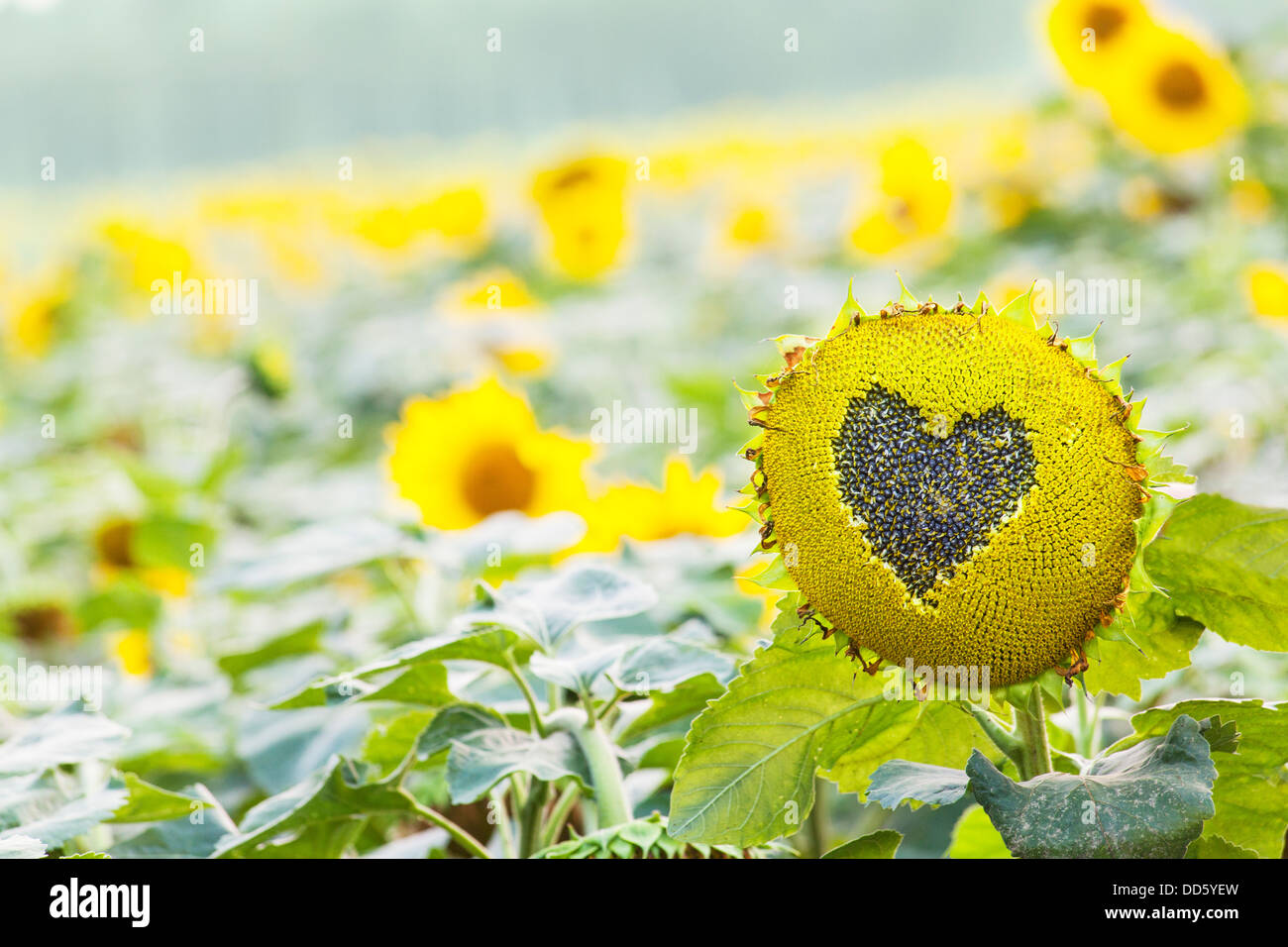 Sunflower with heart shaped figure on natural bokeh background Stock ...