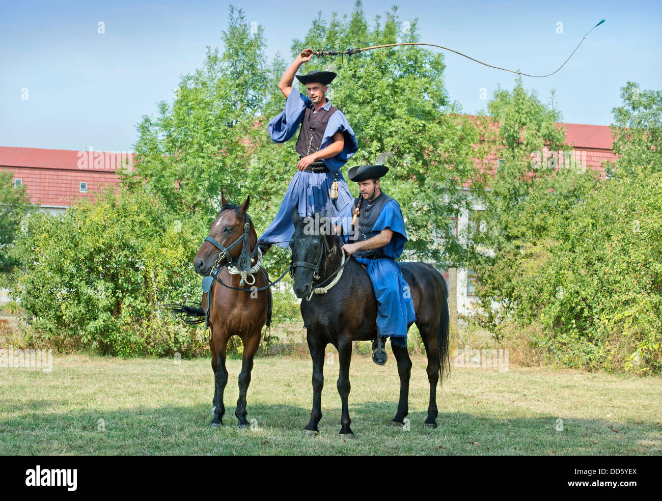 Traditional Hungarian 'Csikos' at a horse festival in the Hungarian ...
