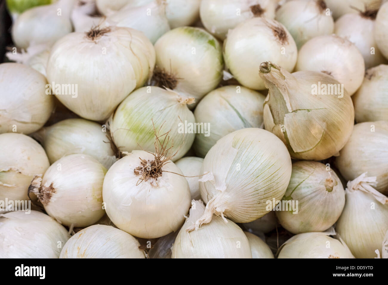 Onion pile on the local market. White onions crop. Background Stock ...