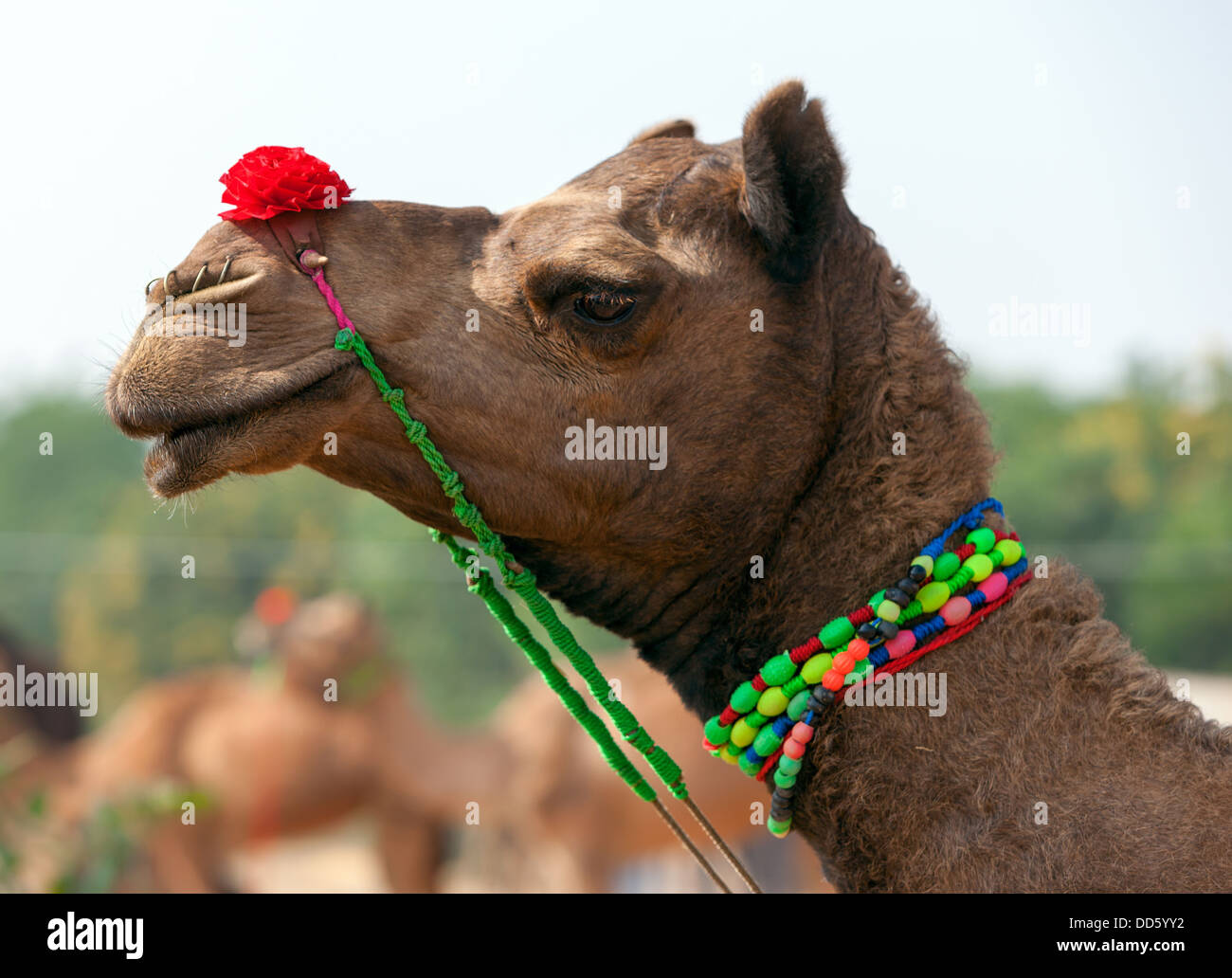 Decorated camel at the Pushkar fair. Rajasthan, India, Asia Stock Photo ...