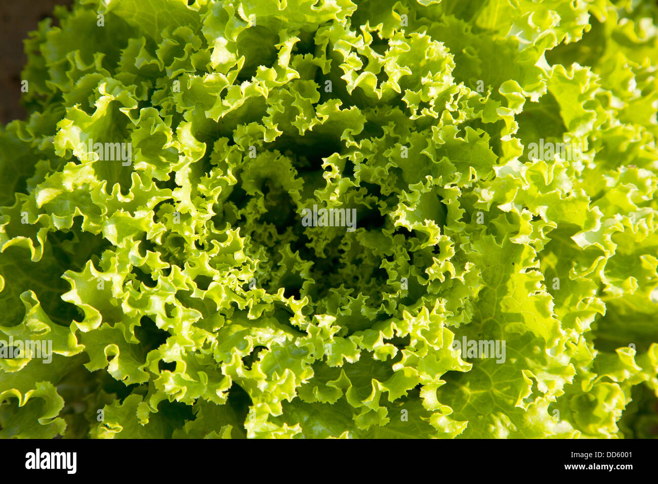 Lollo biondo lettuce hi-res stock photography and images - Alamy