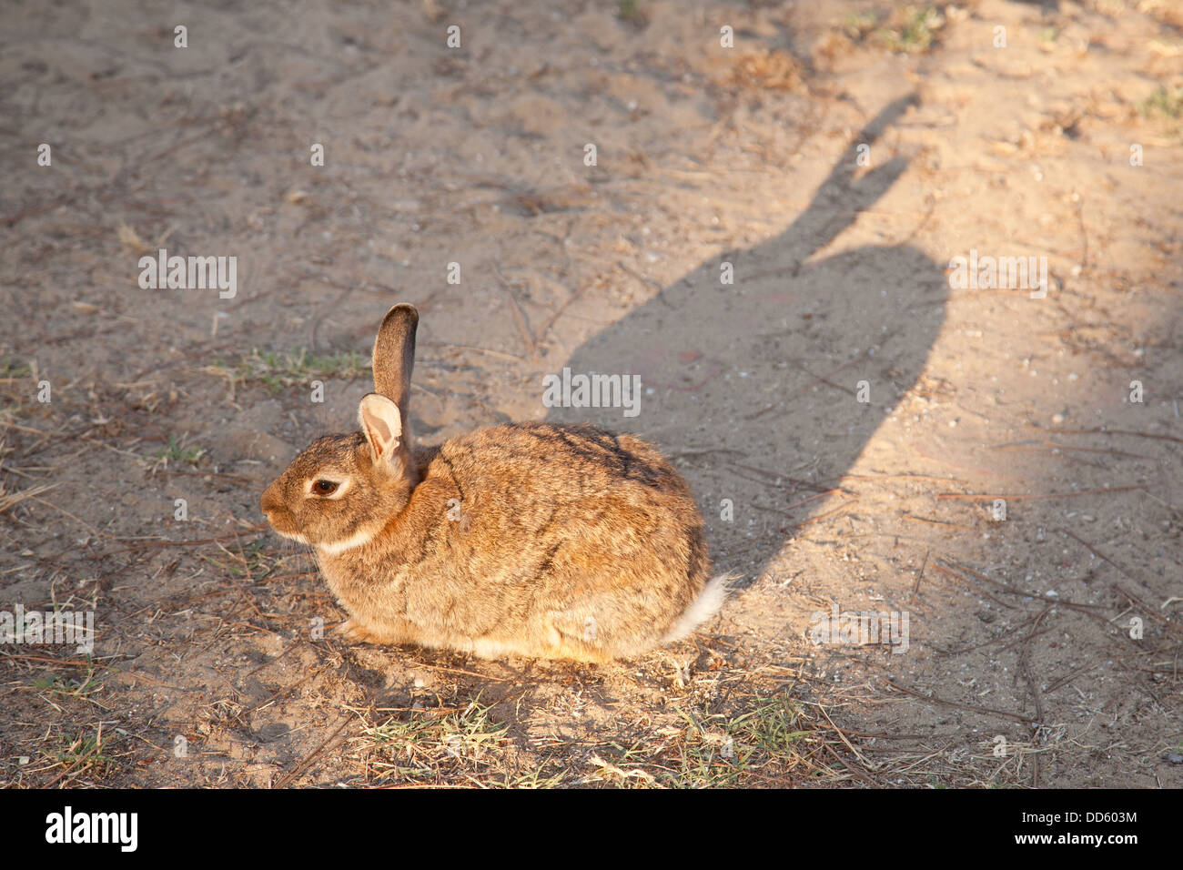 rabbit sitting in the sun throwing shadow Stock Photo - Alamy