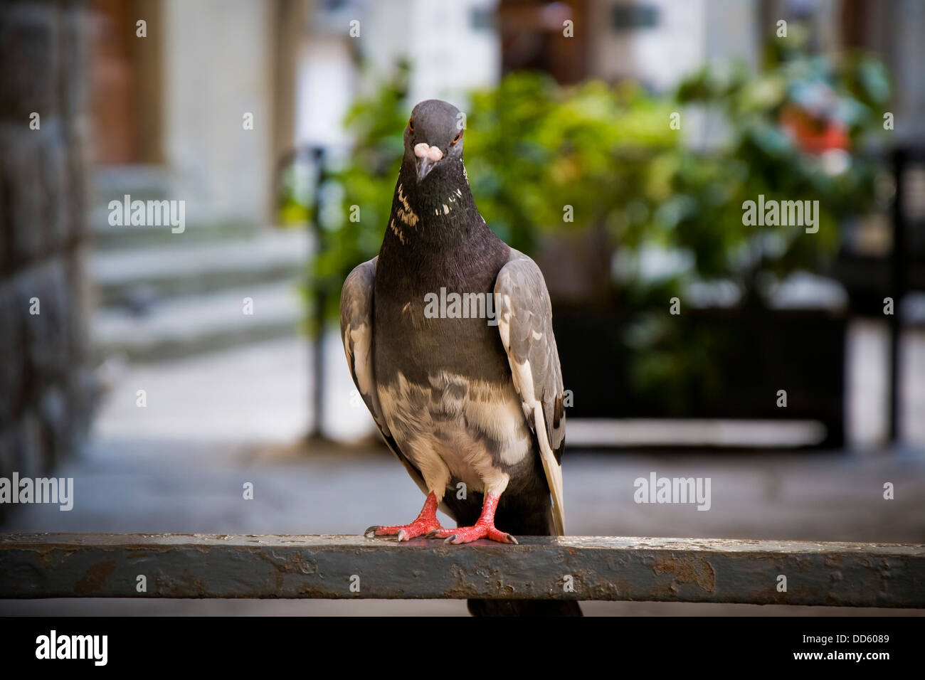 Florence bird hi-res stock photography and images - Alamy