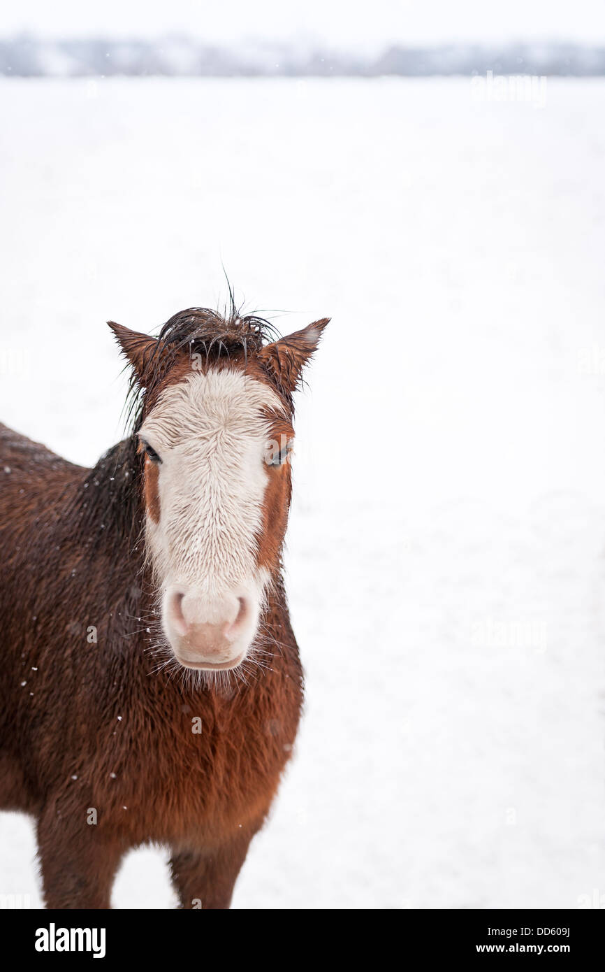 One of a group of wild moorland ponies pictured during a Winter ...