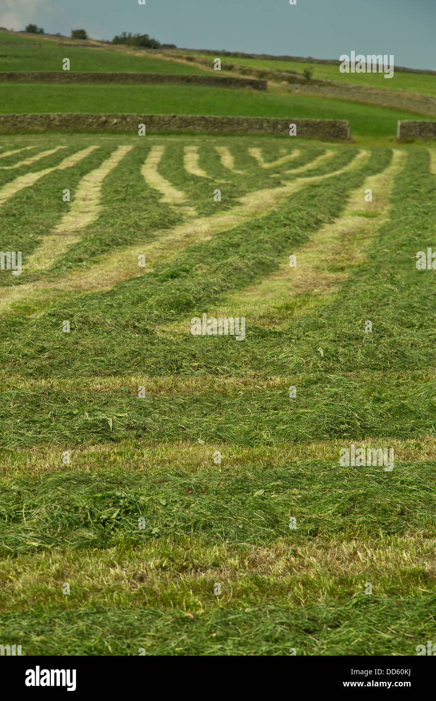 Newly cut silage in a field Stock Photo - Alamy