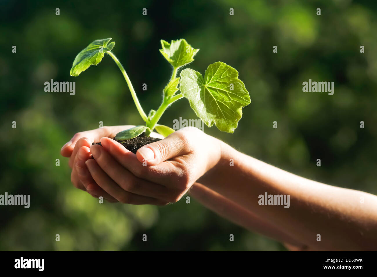 Germany, Human hands holding gourd, close up Stock Photo - Alamy