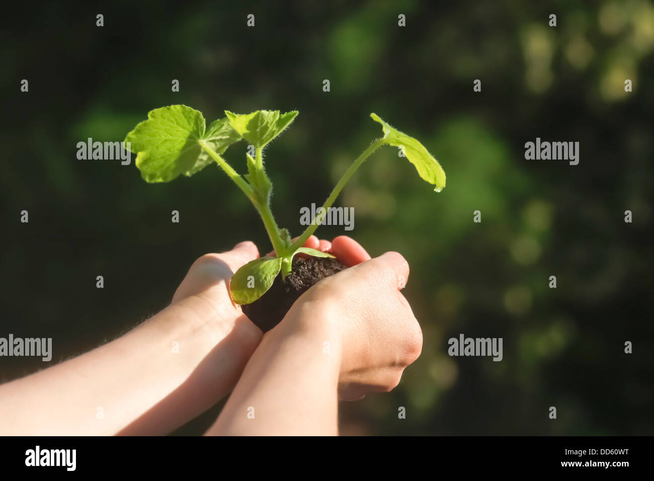Human Hands Holding Gourd High Resolution Stock Photography and Images ...