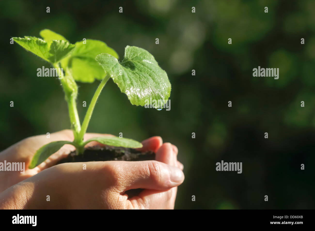 Germany, Human hands holding gourd, close up Stock Photo - Alamy